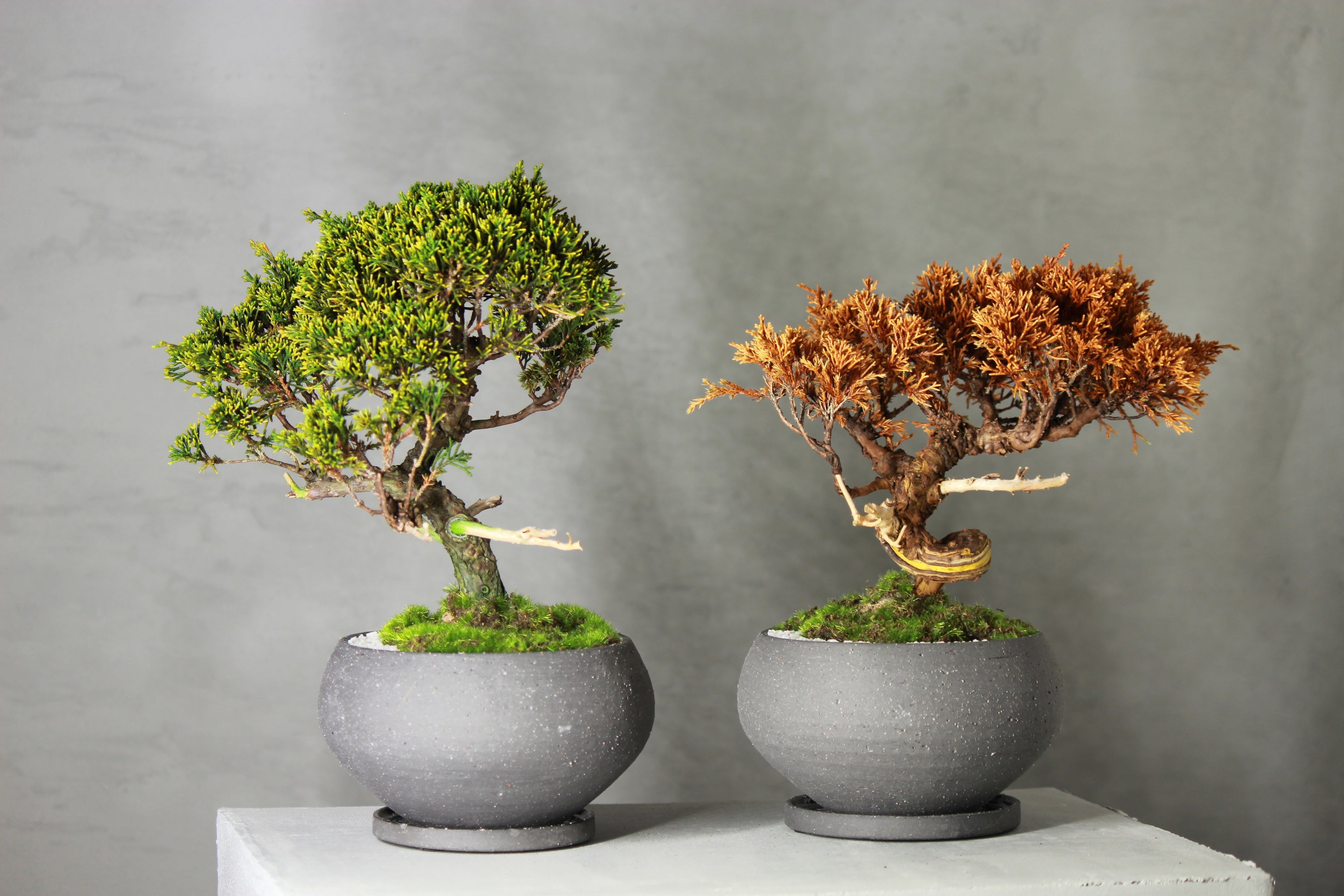 Tokocie(トコシエ)公式オンラインショップ – Tokocie公式オンラインショップ