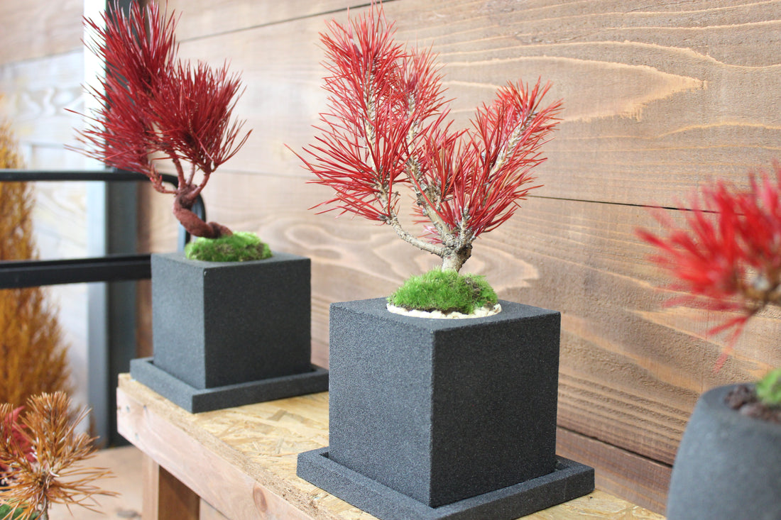 Tokocie(トコシエ)公式オンラインショップ – Tokocie公式オンラインショップ